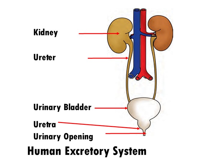 NCERT Solutions Std 7 Science Transportation in Animals and Plants ...