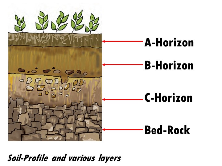 NCERT Solutions Std 7 Science Soil – srinivasgollapelli.com